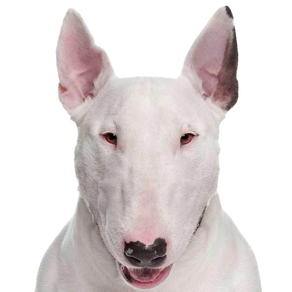 Bull Terrier - Características, Temperamento e Cuidados | Cauda